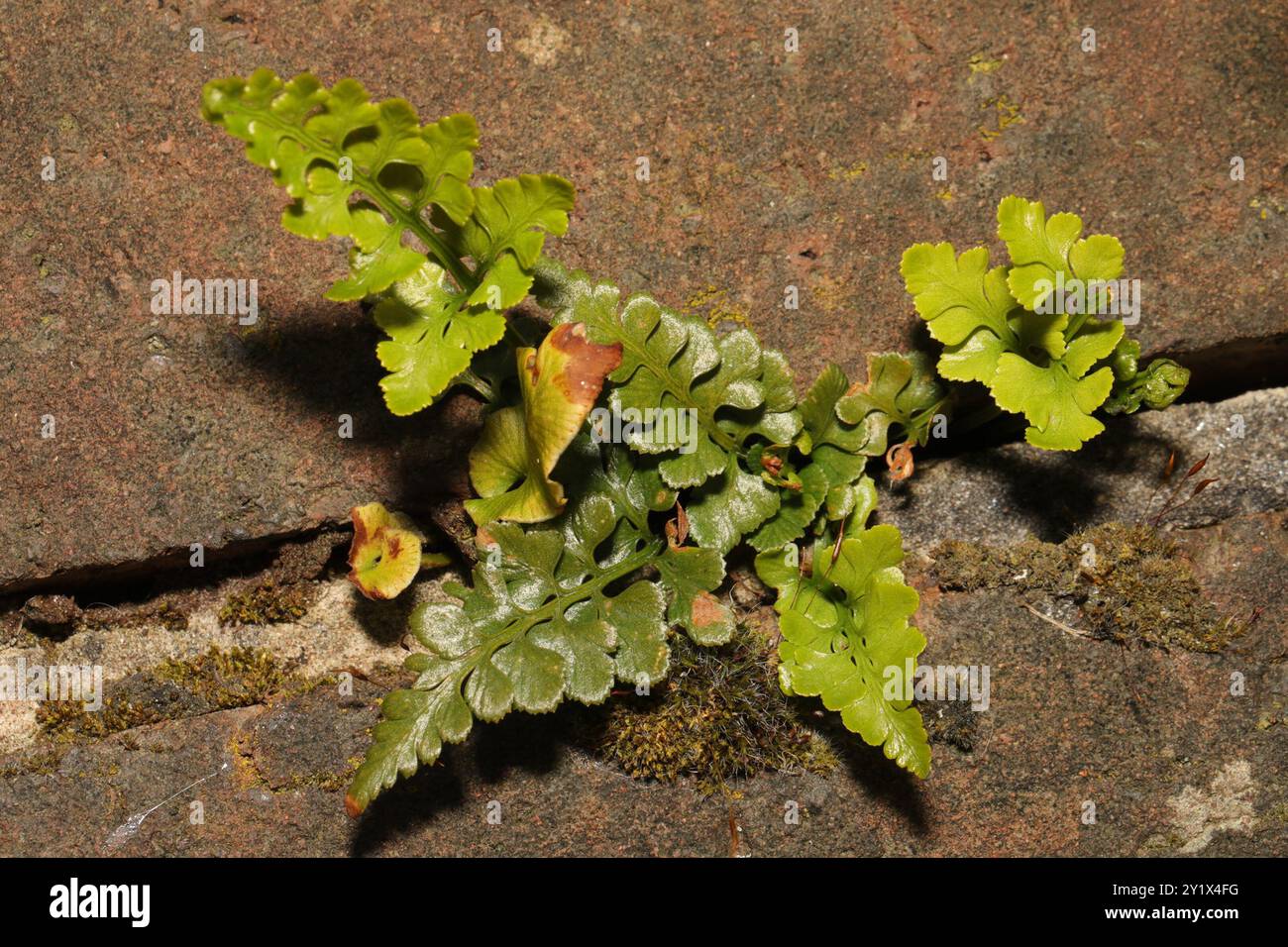 black spleenwort (Asplenium adiantum-nigrum) Plantae Stock Photo - Alamy