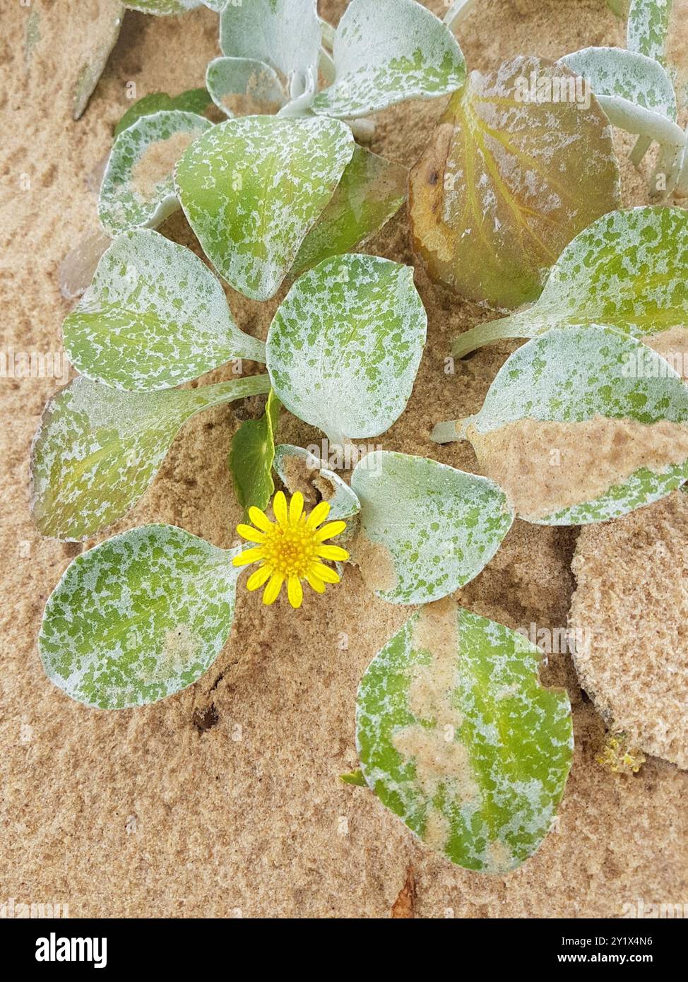 Cape Beach Daisy (Arctotheca populifolia) Plantae Stock Photo - Alamy
