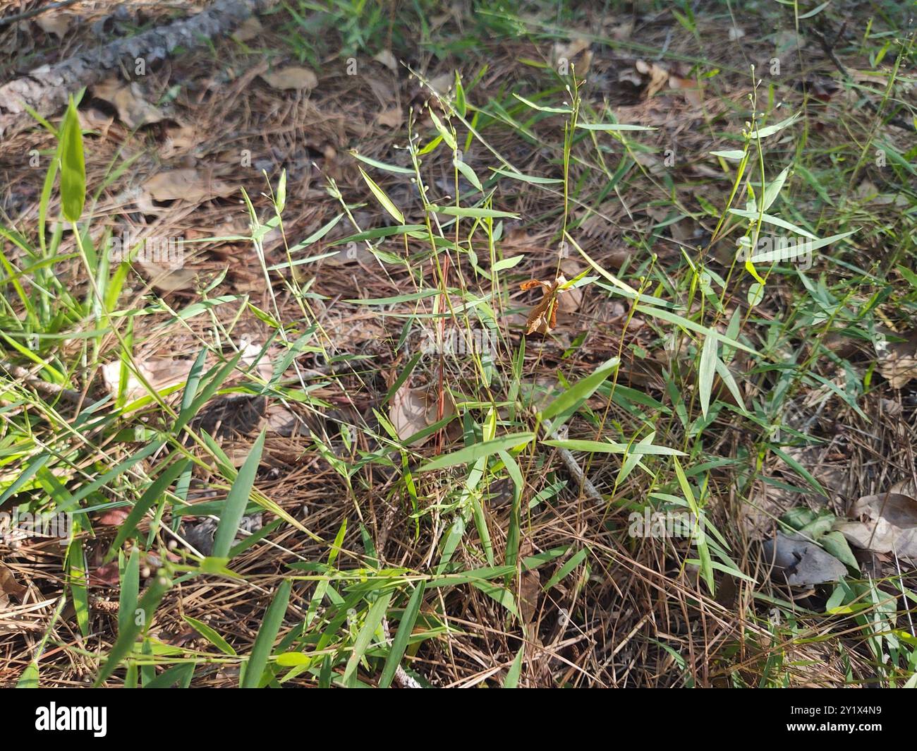 bristlegrasses, rosette grasses, barnyard grasses, and allies (Paniceae ...