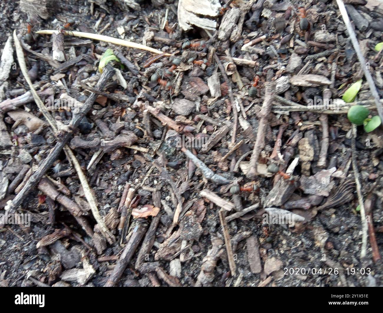 Wood, Mound, and Field Ants (Formica) Insecta Stock Photo - Alamy