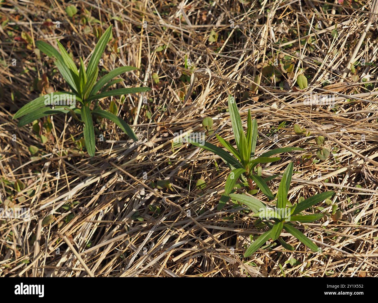 vascular plants (Tracheophyta) Plantae Stock Photo - Alamy