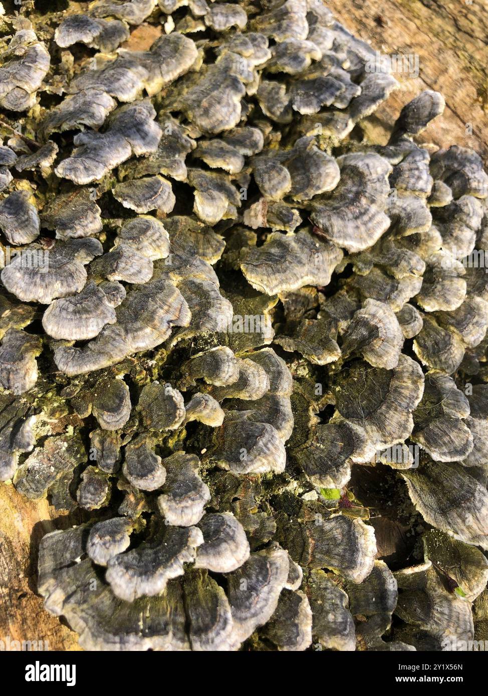 turkey-tail (Trametes versicolor) Fungi Stock Photo - Alamy