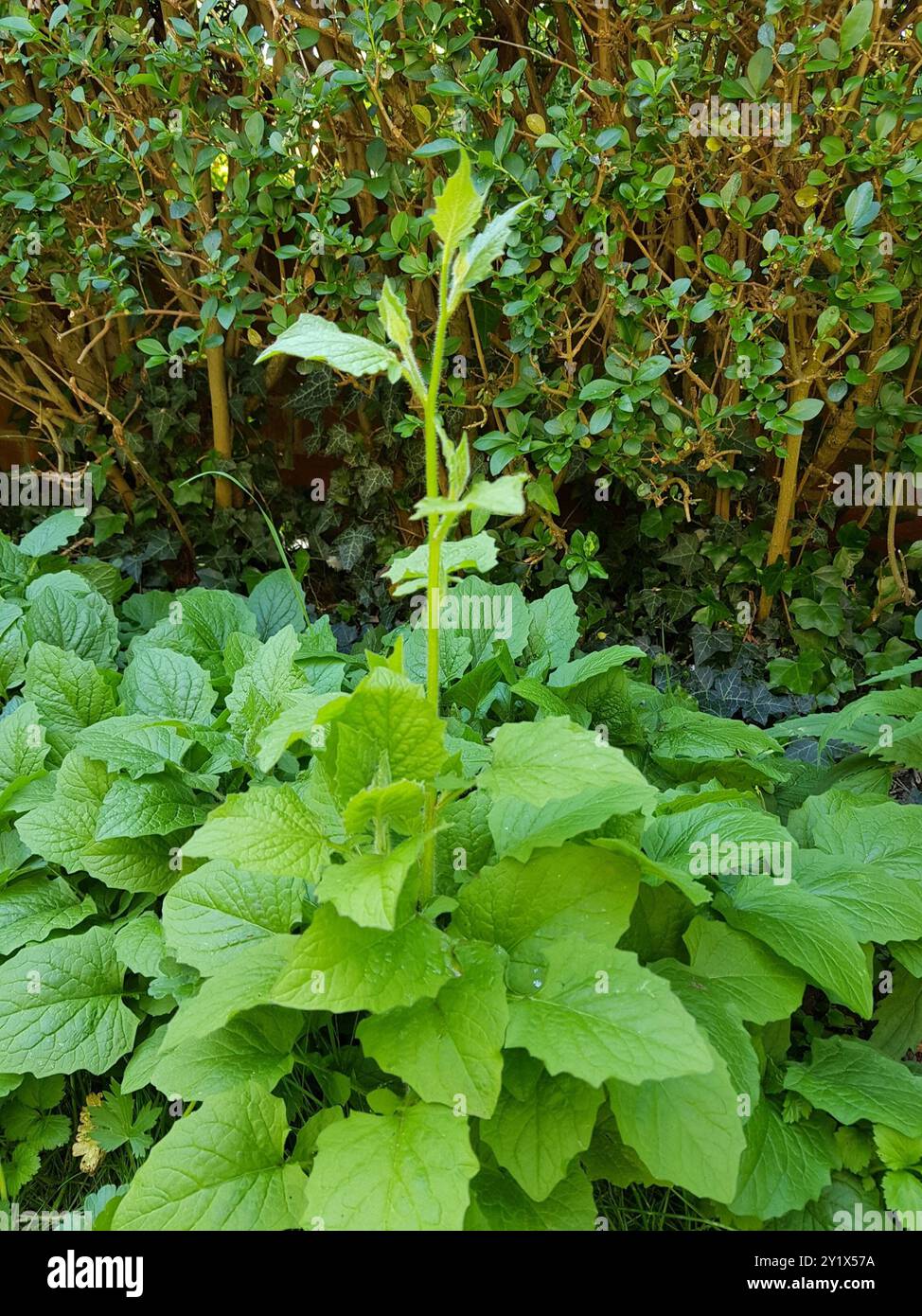 nipplewort (Lapsana communis) Plantae Stock Photo - Alamy