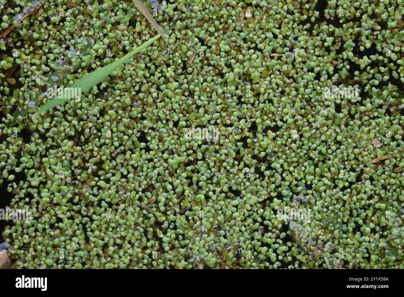 Duckweeds (Lemna) Plantae Stock Photo - Alamy