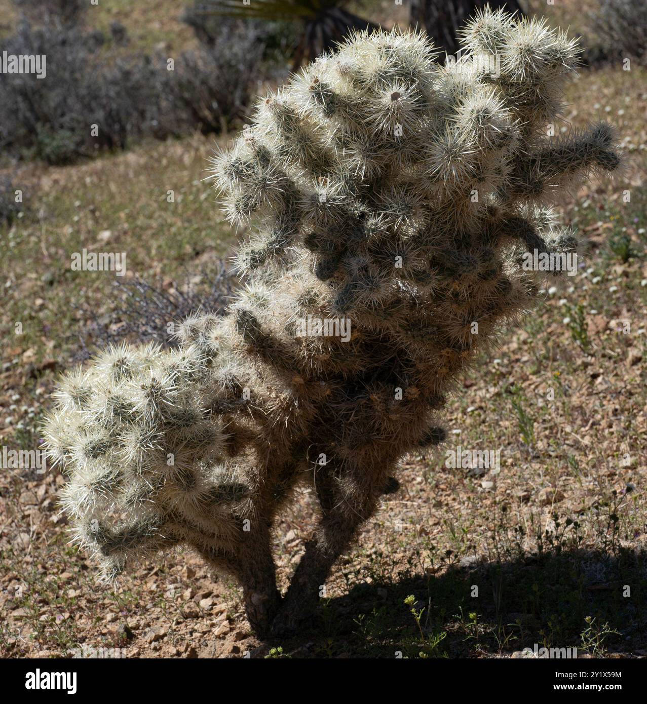 Silver Cholla (Cylindropuntia echinocarpa) Plantae Stock Photo - Alamy