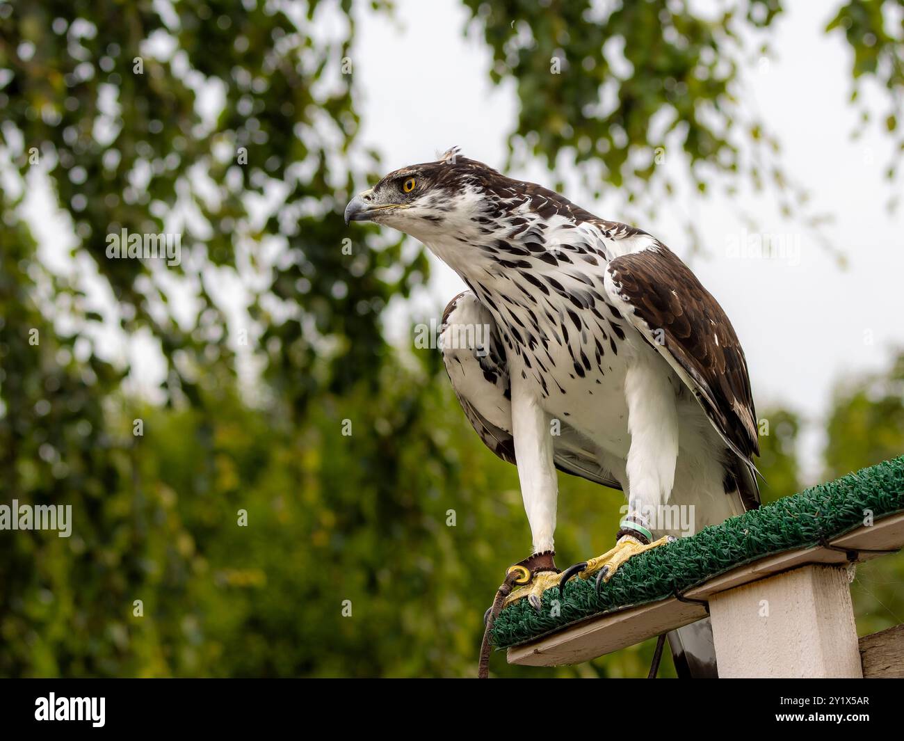 African hawk-eagle (Aquila spilogaster) in captivity Stock Photo - Alamy