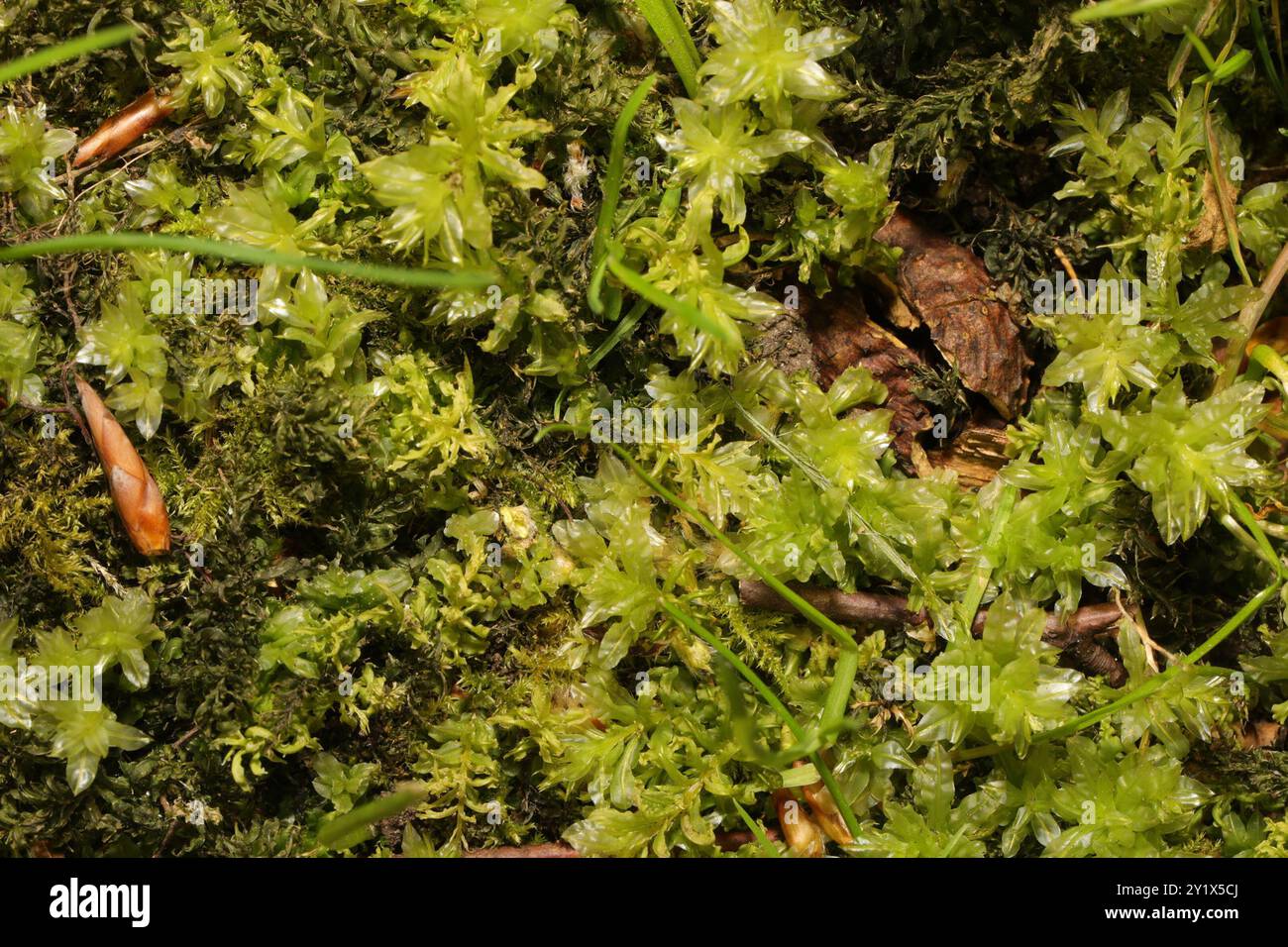 Palm-tree Moss (Plagiomnium undulatum) Plantae Stock Photo - Alamy