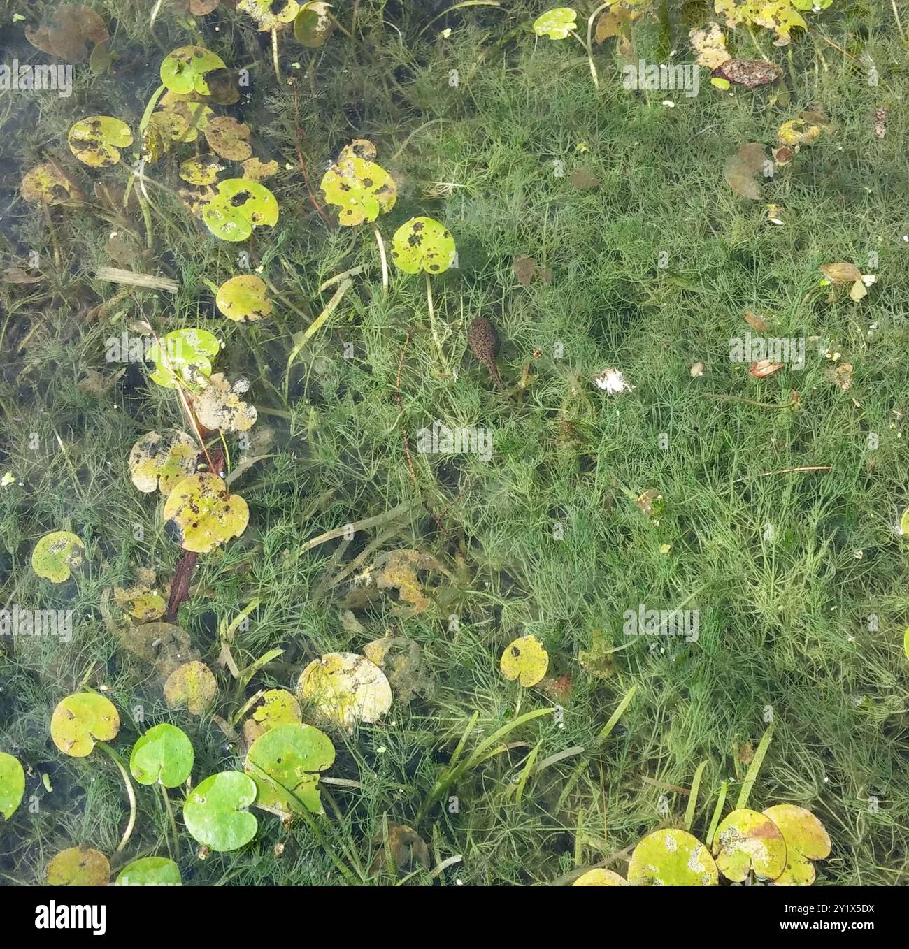common stonewort (Chara vulgaris) Plantae Stock Photo - Alamy
