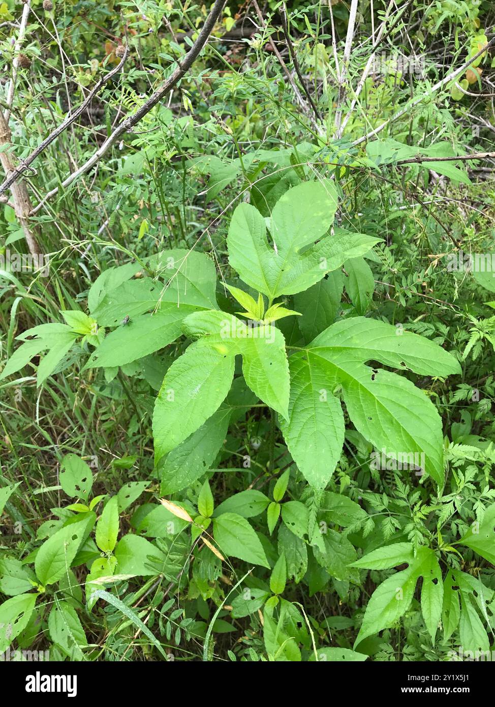 giant ragweed (Ambrosia trifida) Plantae Stock Photo - Alamy