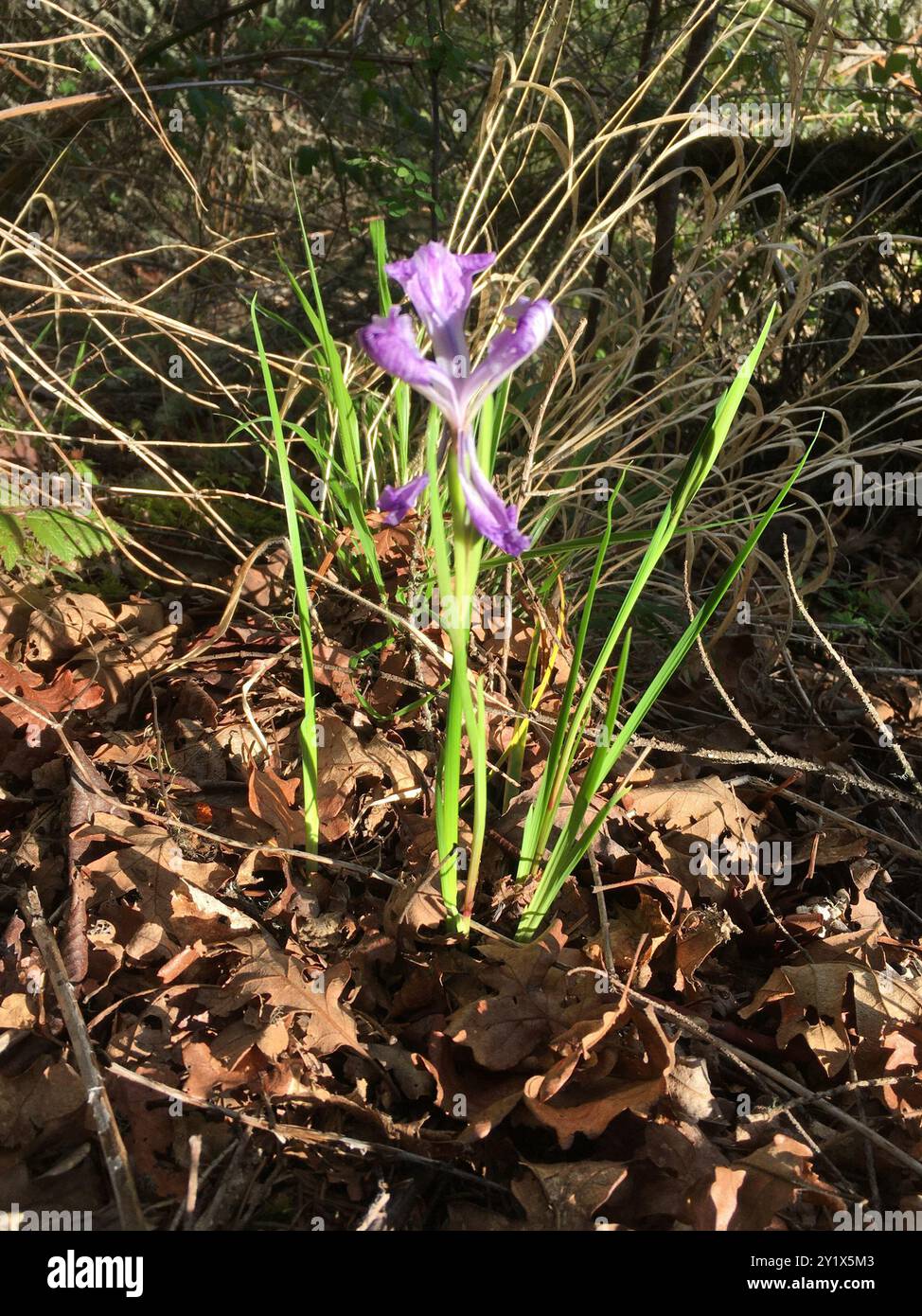 Oregon iris (Iris tenax) Plantae Stock Photo - Alamy