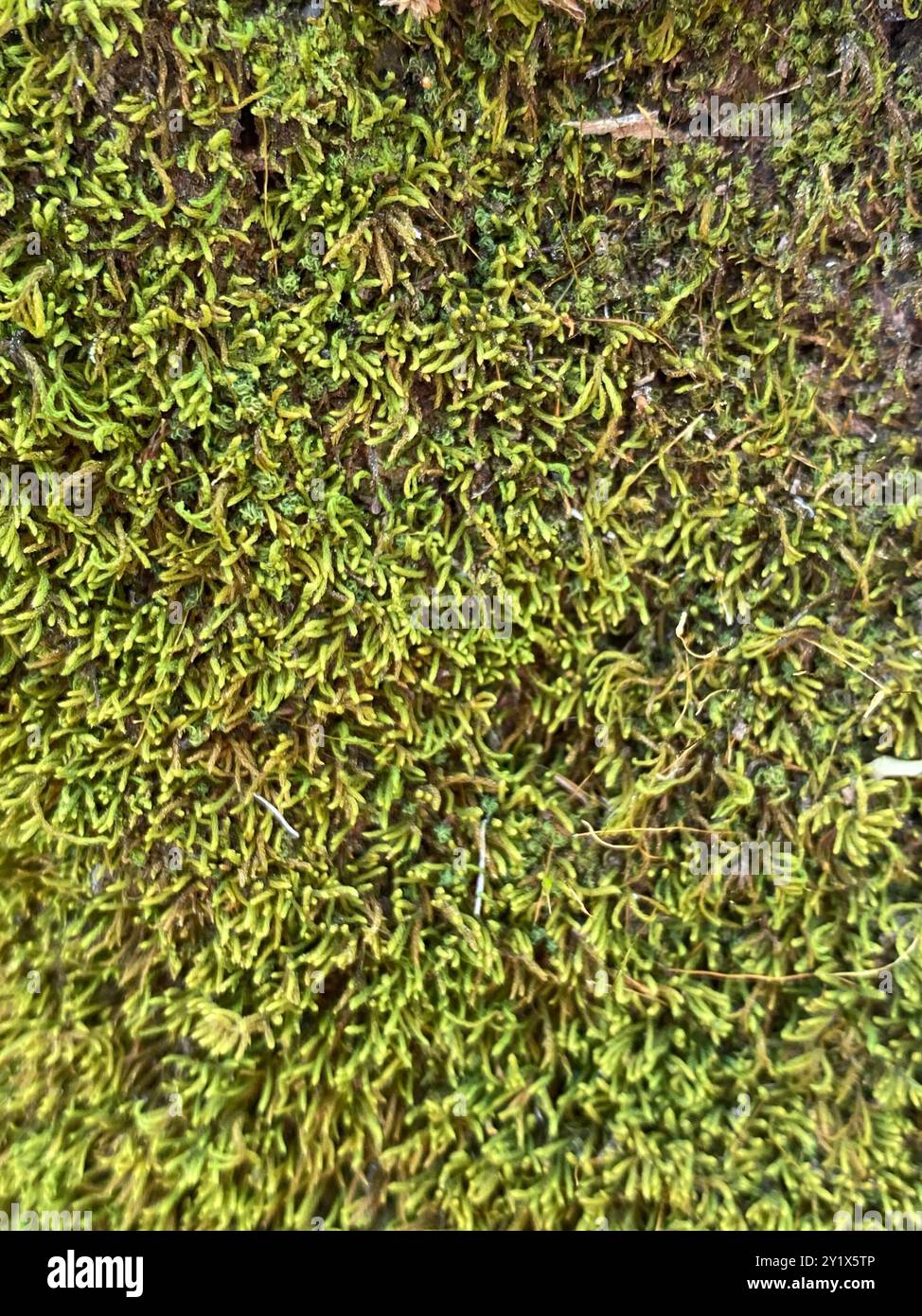 Yellow Yarn Moss (Claopodium rostratum) Plantae Stock Photo - Alamy