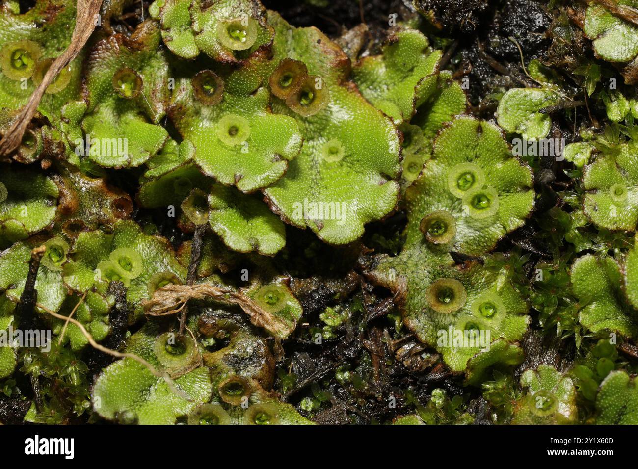 Common Liverwort (Marchantia polymorpha) Plantae Stock Photo - Alamy