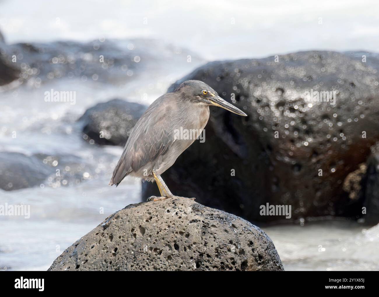 Lava heron, Galápagos heron, Lavareiher, Héron des Galapagos, Butorides ...