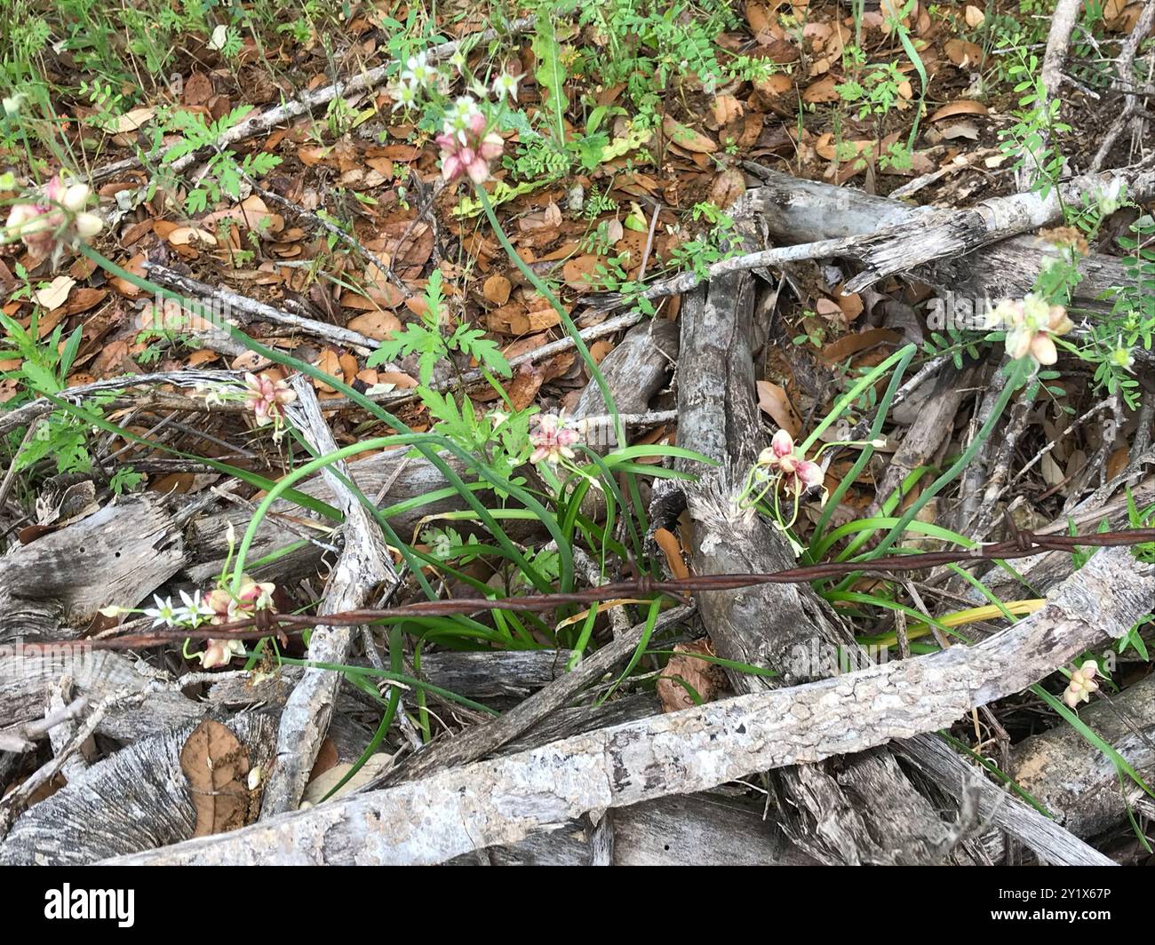 Canadian Meadow garlic (Allium canadense) Plantae Stock Photo - Alamy