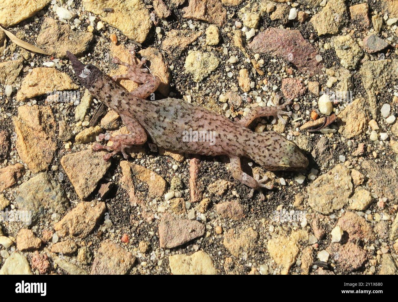 Marbled Leaf-toed Gecko (Afrogecko porphyreus) Reptilia Stock Photo - Alamy