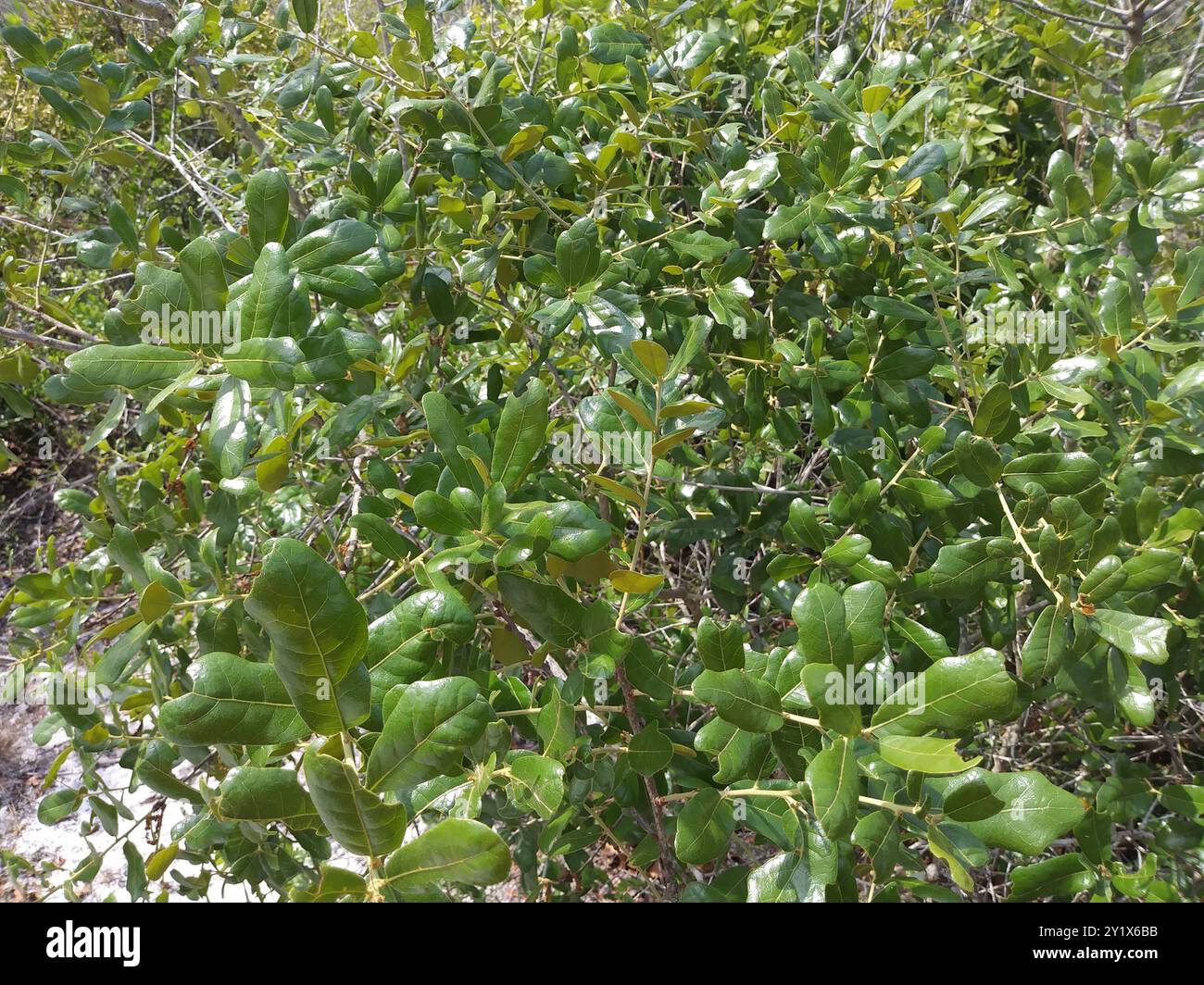 Chapman's Oak (Quercus chapmanii) Plantae Stock Photo - Alamy