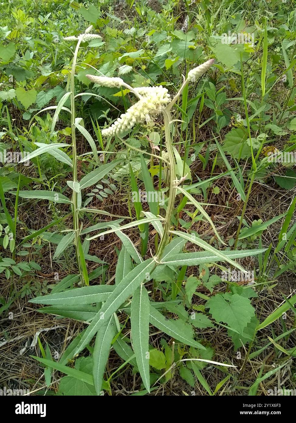blackroot (Pterocaulon pycnostachyum) Plantae Stock Photo - Alamy