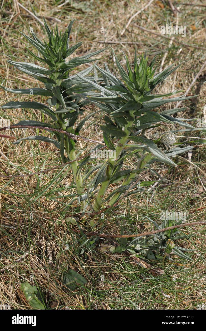 Common Gromwell (Lithospermum officinale) Plantae Stock Photo - Alamy