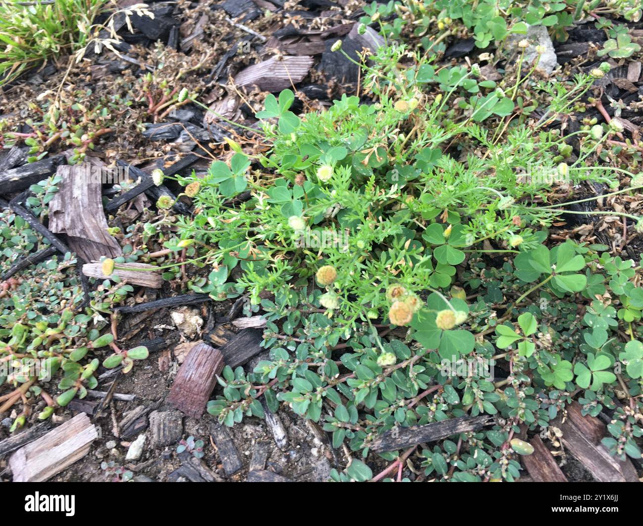 Common Cotula (Cotula australis) Plantae Stock Photo - Alamy