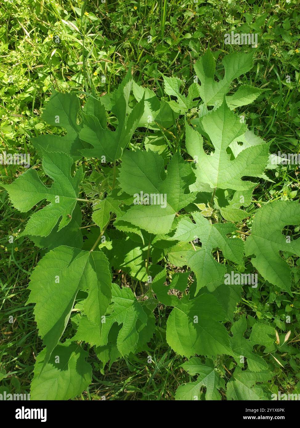 mulberry and fig family (Moraceae) Plantae Stock Photo - Alamy