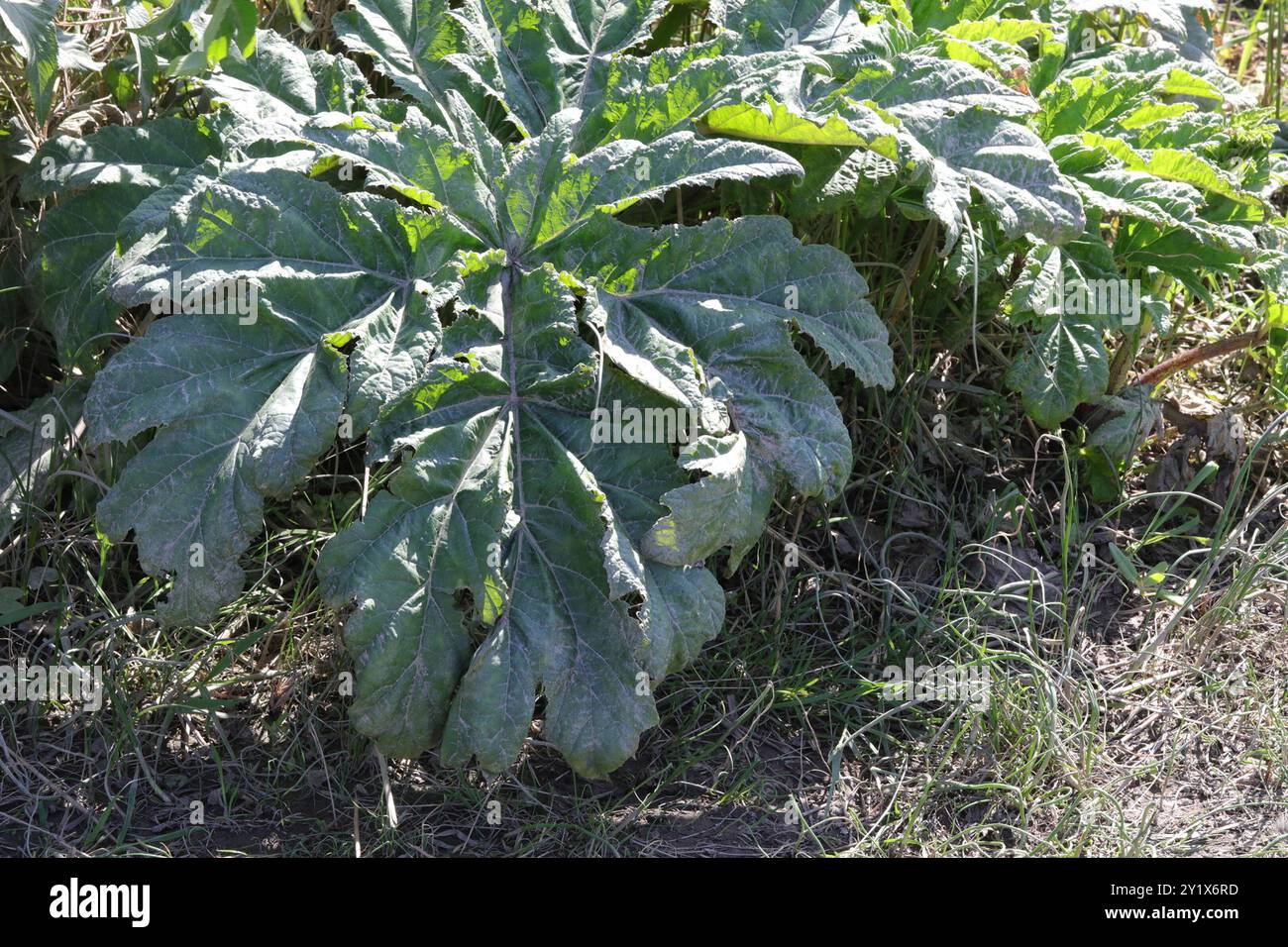 Giant Hogweed (Heracleum mantegazzianum) Plantae Stock Photo - Alamy