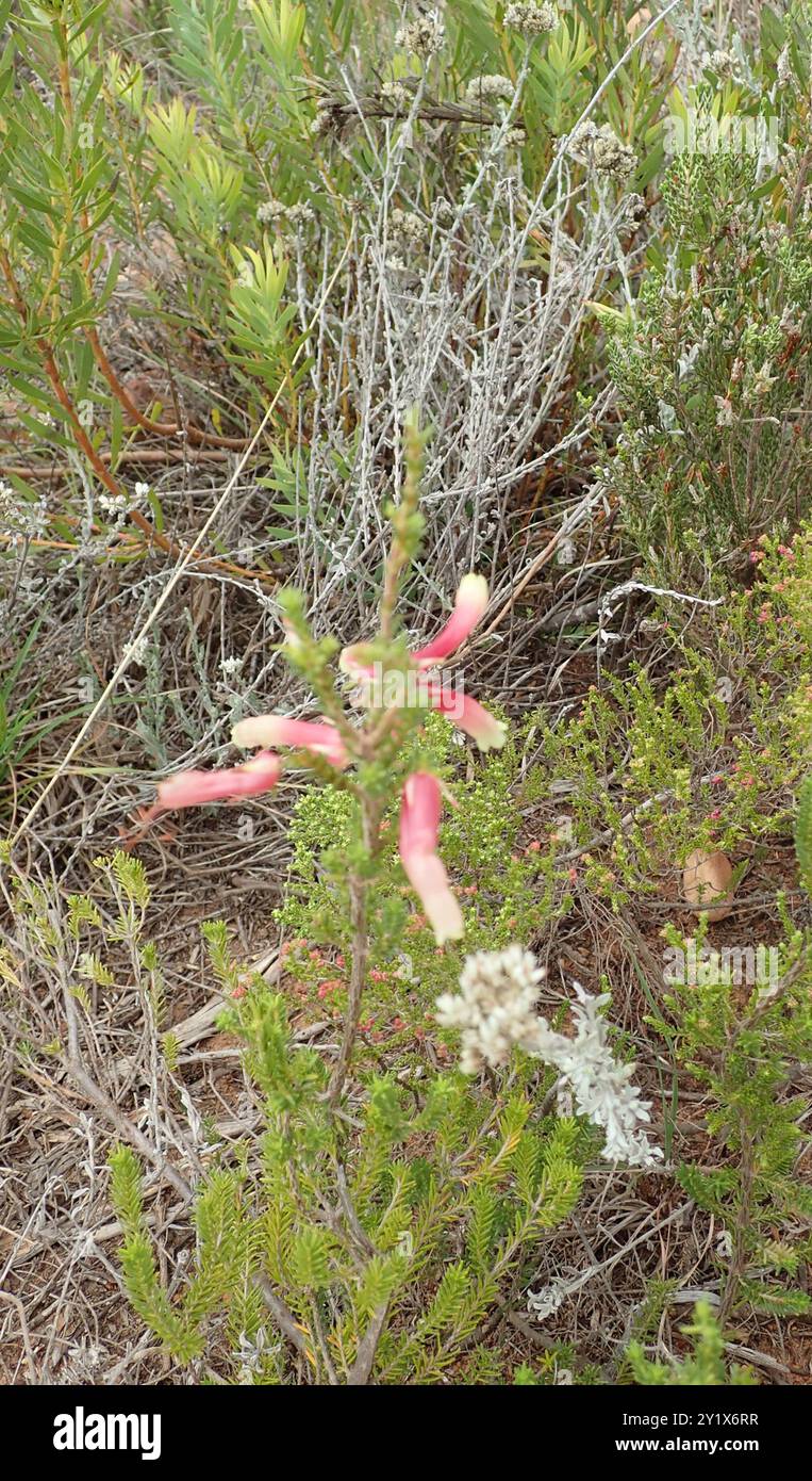 Erica versicolor hi-res stock photography and images - Alamy