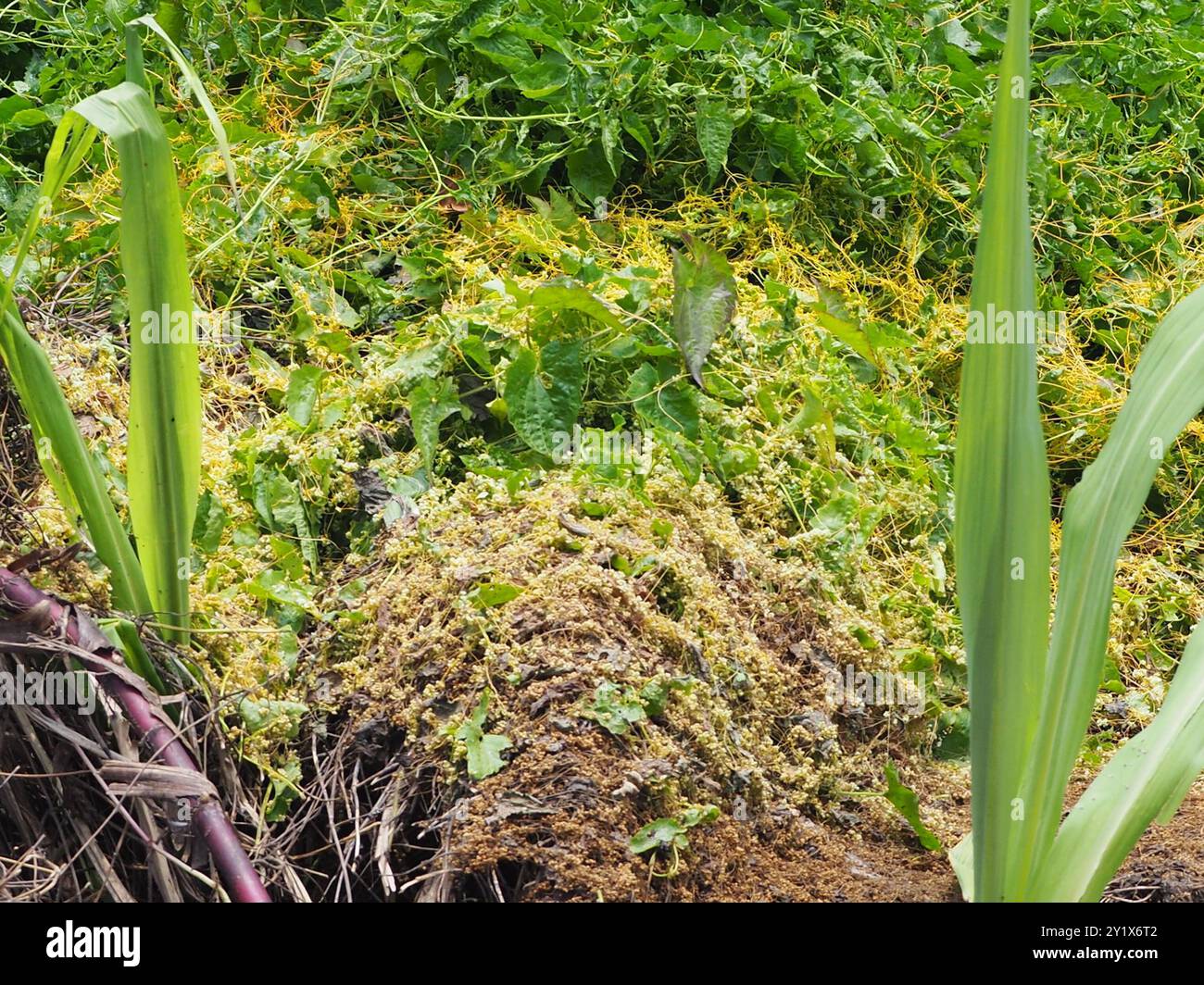 Field Dodder (Cuscuta campestris) Plantae Stock Photo - Alamy