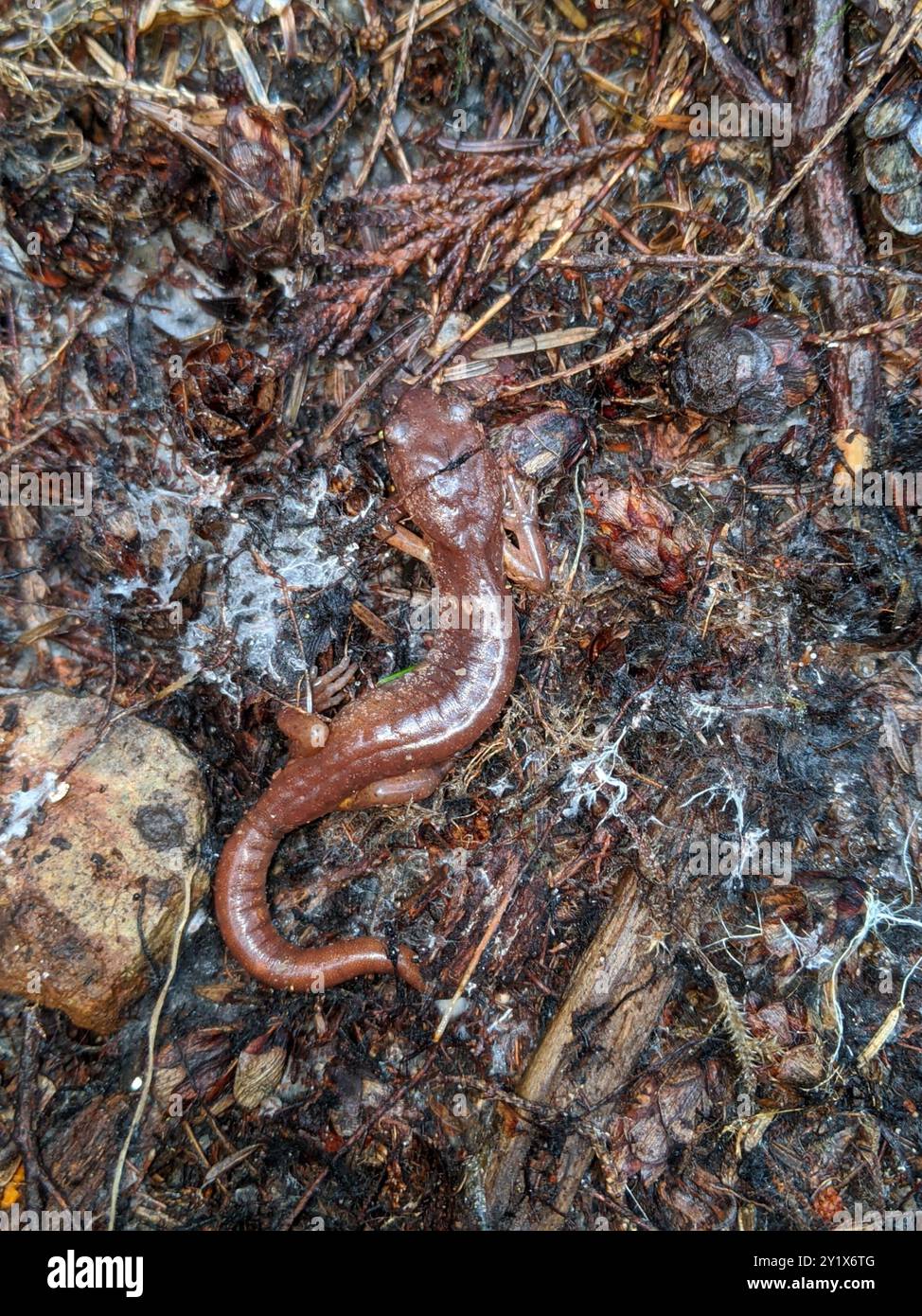 Ensatina (Ensatina eschscholtzii) Amphibia Stock Photo - Alamy