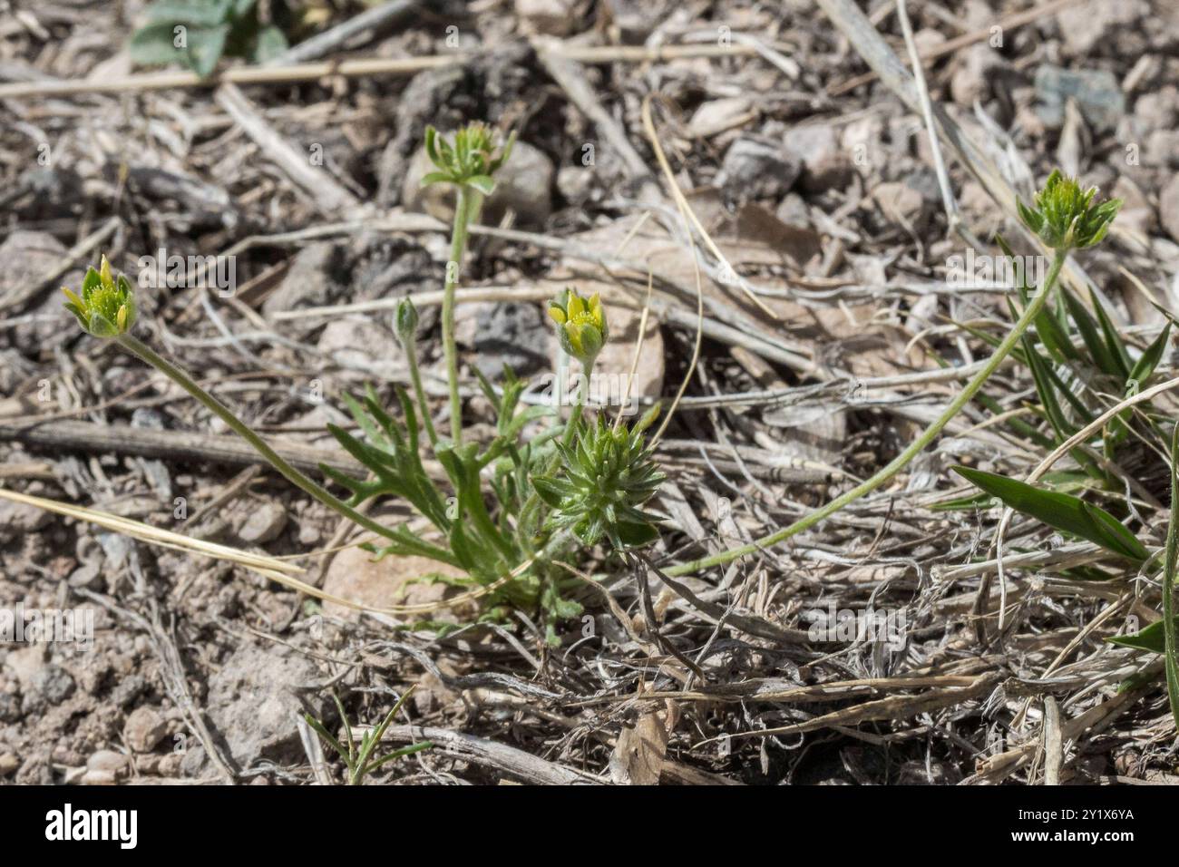 Curveseed Butterwort (Ceratocephala testiculata) Plantae Stock Photo ...