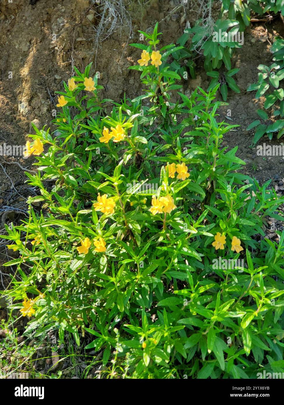 southern bush monkeyflower (Diplacus longiflorus) Plantae Stock Photo ...