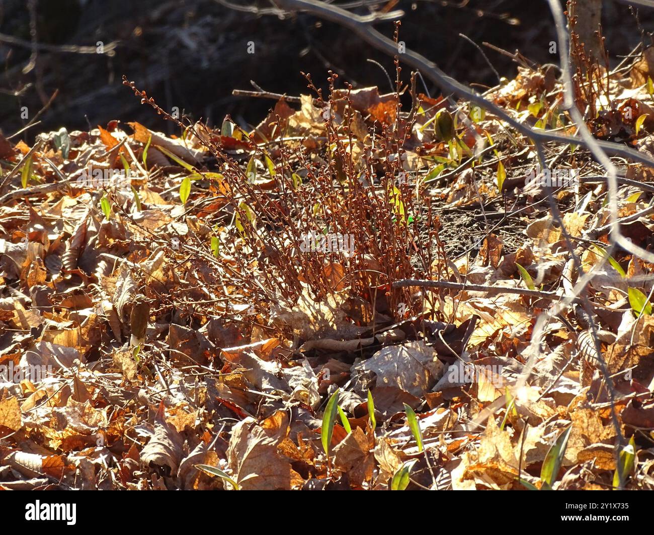 Beechdrops (Epifagus virginiana) Plantae Stock Photo - Alamy