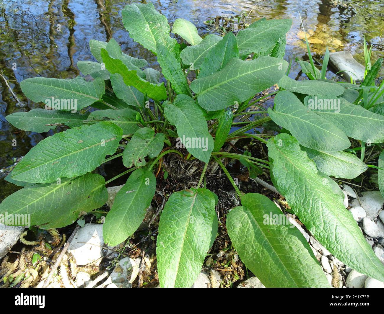 broad-leaved dock (Rumex obtusifolius) Plantae Stock Photo - Alamy