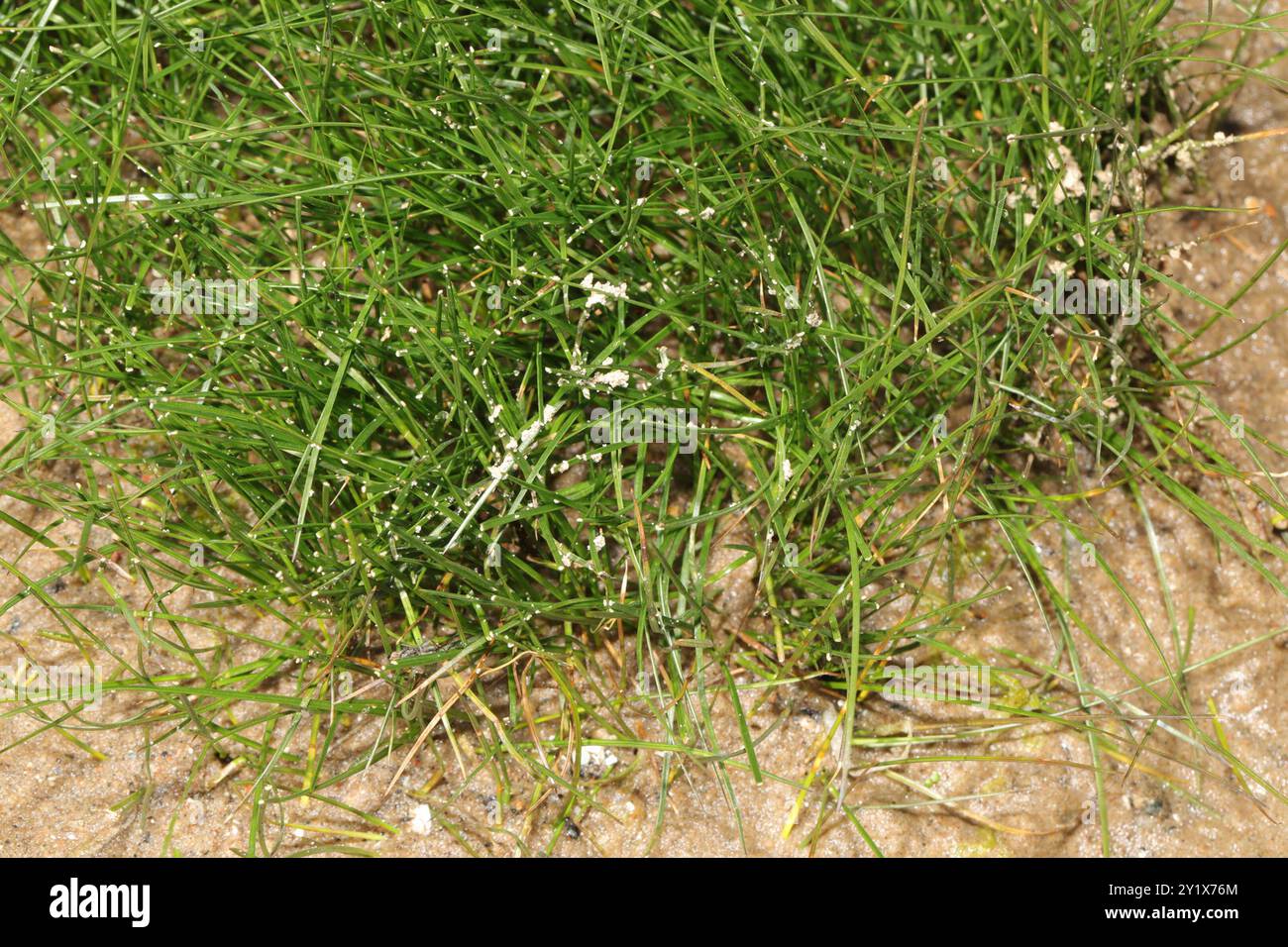 Hard-grass (Parapholis strigosa) Plantae Stock Photo - Alamy