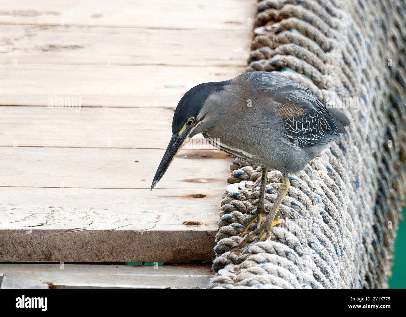 Striated heron, mangrove heron, Mangrovereiher, Héron strié, Butorides ...
