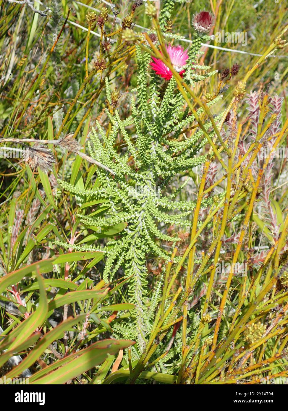 Cape everlasting (Phaenocoma prolifera) Plantae Stock Photo - Alamy