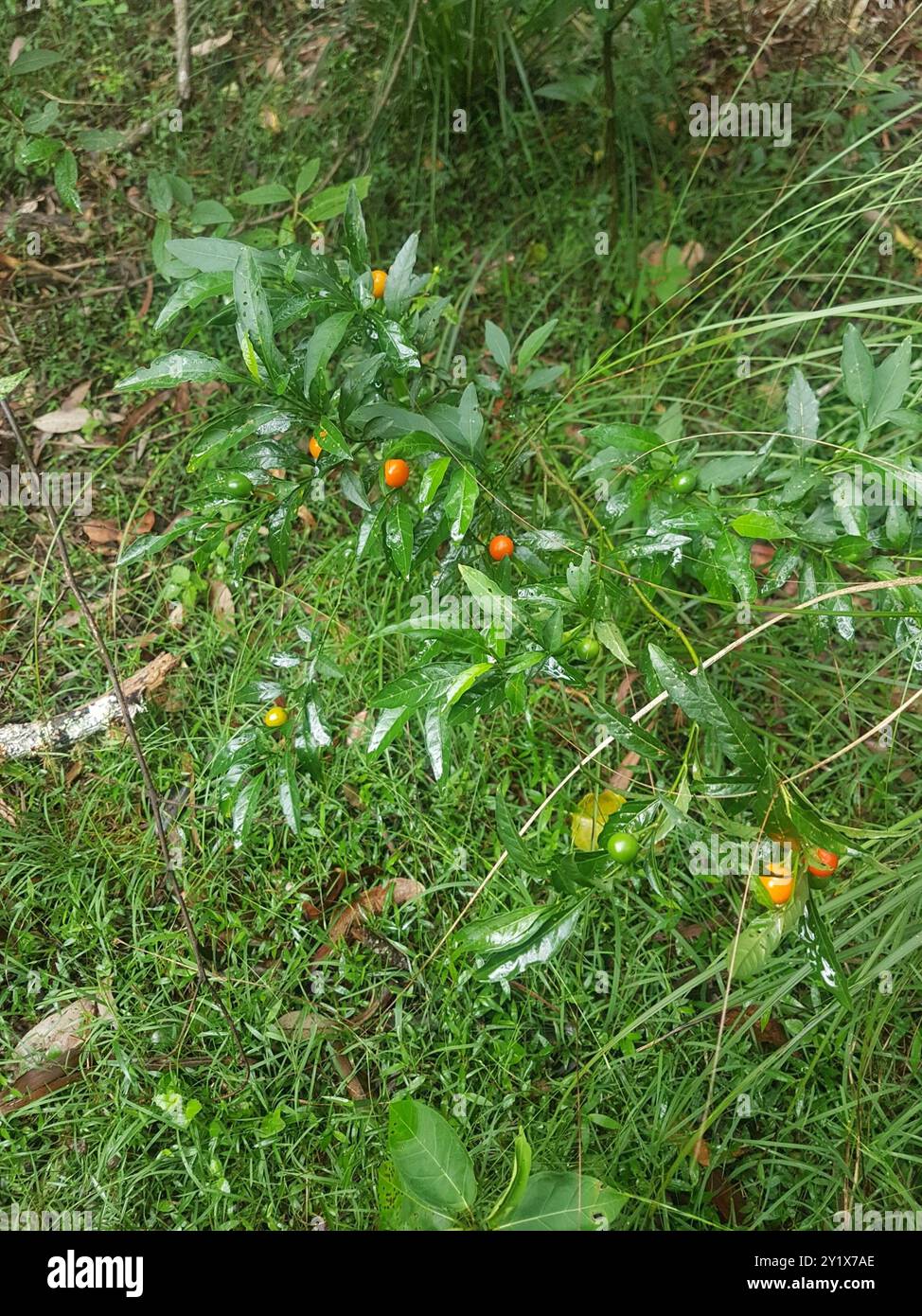 Jerusalem cherry (Solanum pseudocapsicum) Plantae Stock Photo - Alamy
