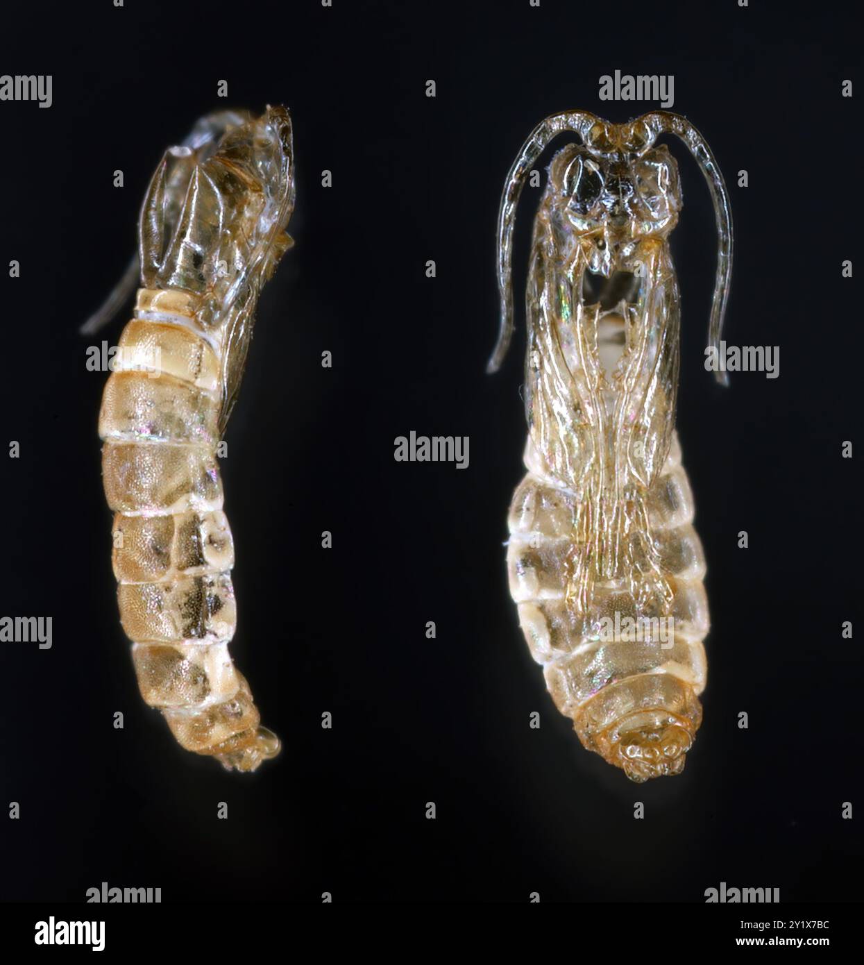 Dark winged fungus midge, Sciaridae, high macro of the pupal exuvium on ...