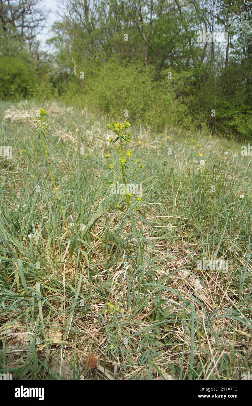 leafy spurge (Euphorbia esula) Plantae Stock Photo - Alamy