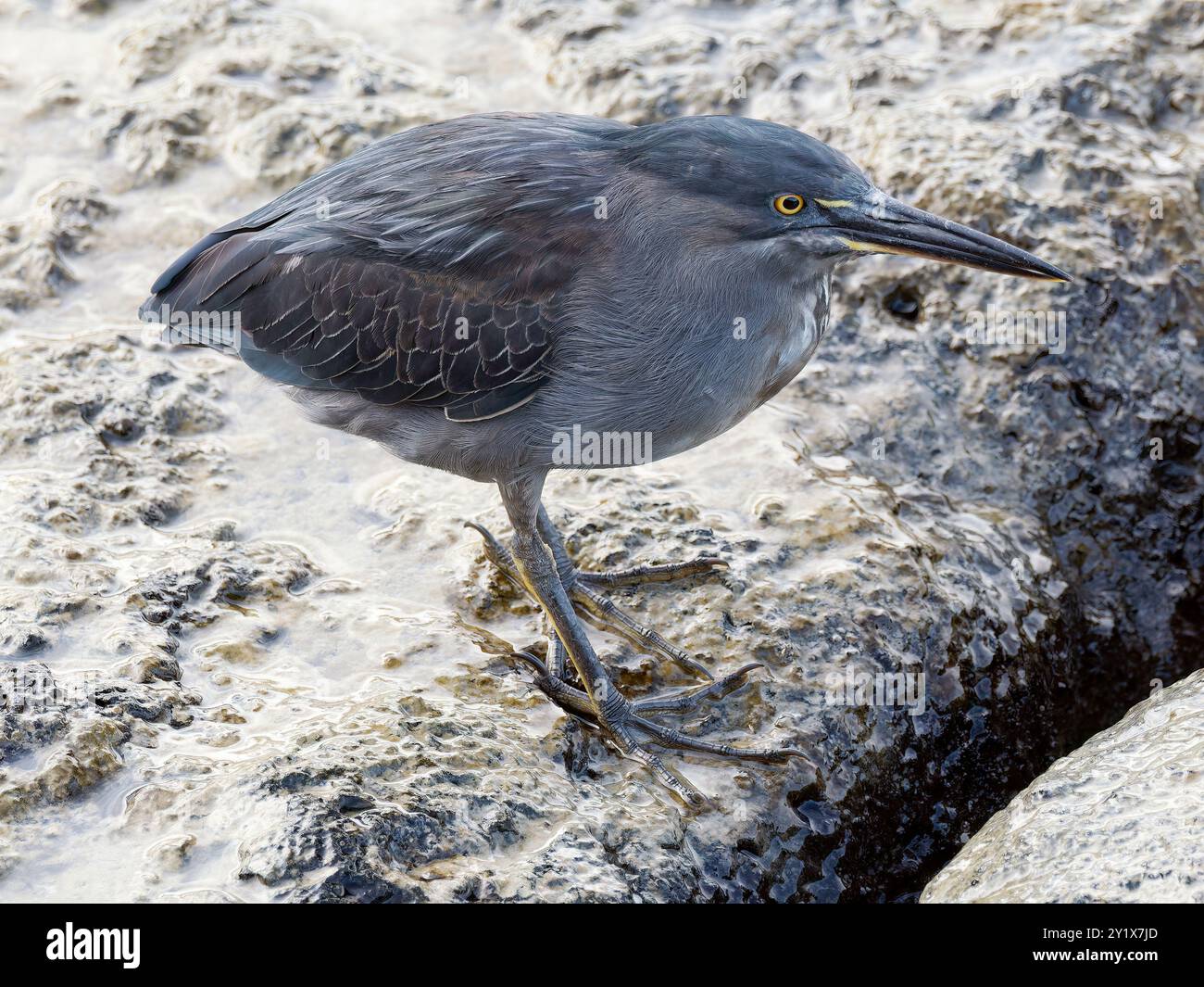 Striated heron, mangrove heron, Mangrovereiher, Héron strié, Butorides ...