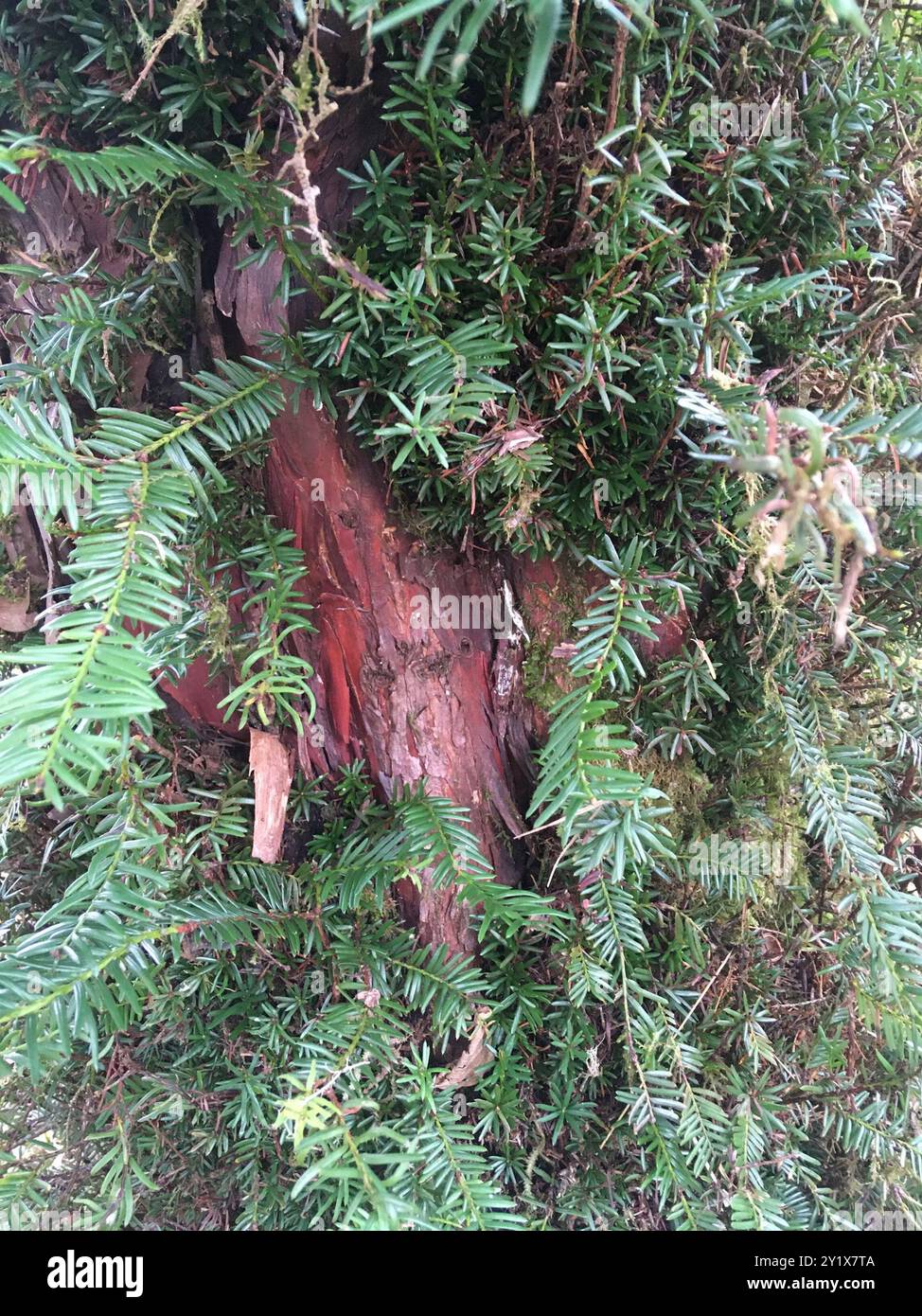 Pacific yew (Taxus brevifolia) Plantae Stock Photo - Alamy