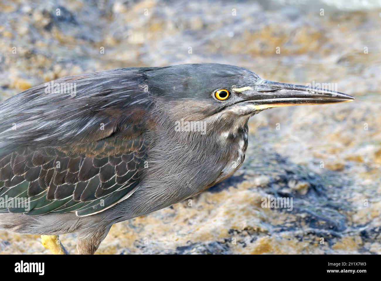 Striated heron, mangrove heron, Mangrovereiher, Héron strié, Butorides ...