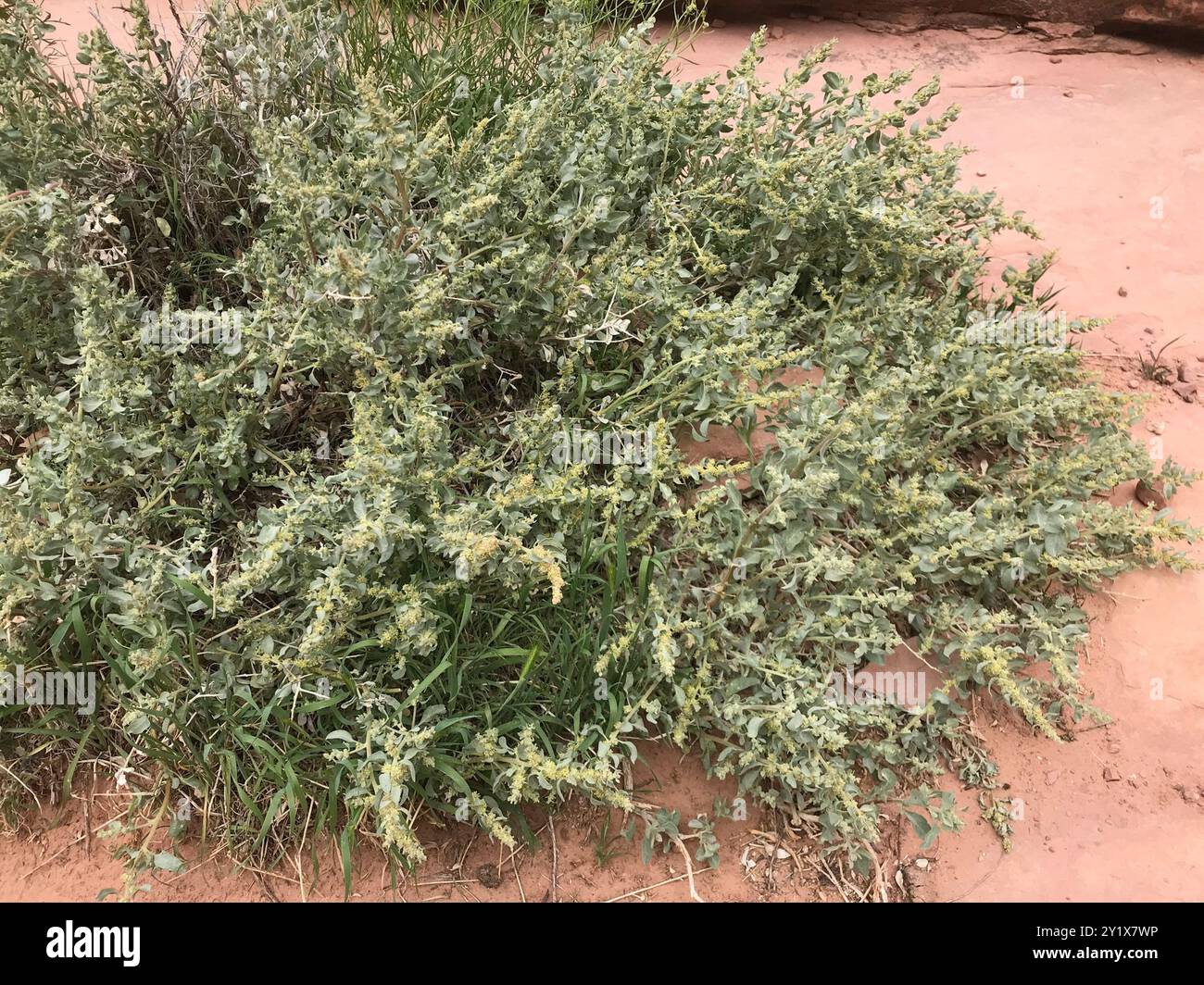 Shadscale Saltbush (Atriplex confertifolia) Plantae Stock Photo - Alamy