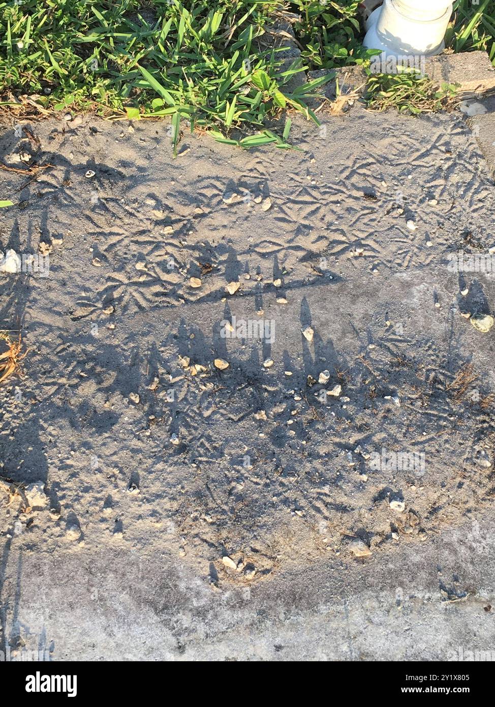 Pigeons and Doves (Columbiformes) Aves Stock Photo - Alamy