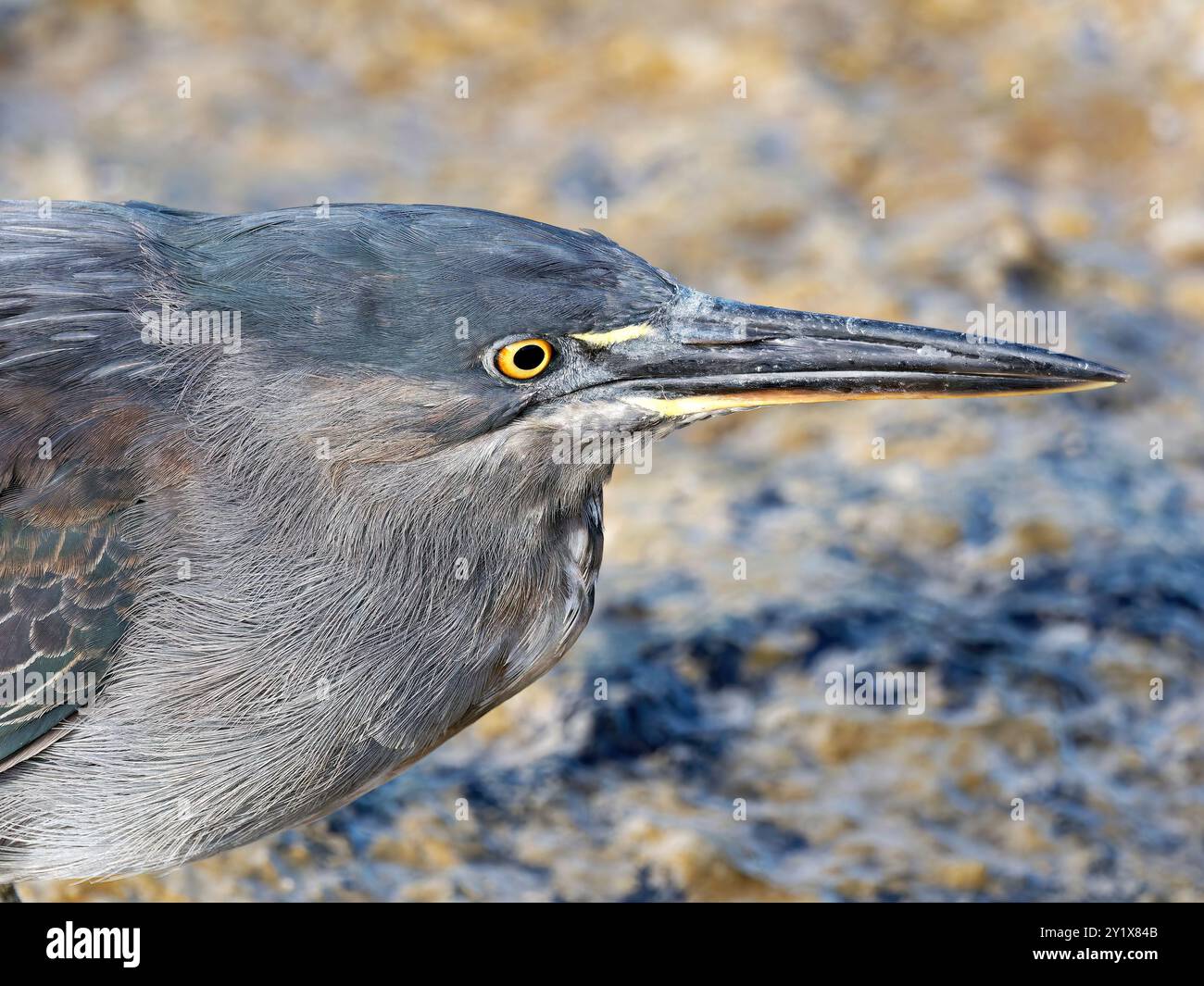 Striated heron, mangrove heron, Mangrovereiher, Héron strié, Butorides ...