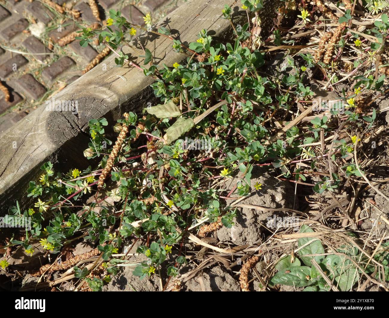 Lesser hop trefoil (Trifolium dubium) Plantae Stock Photo - Alamy