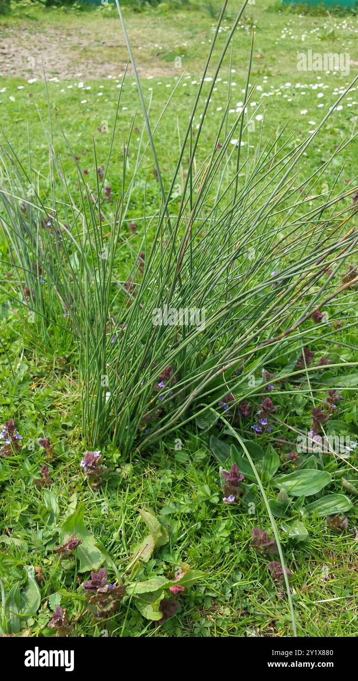 Hard Rush (Juncus inflexus) Plantae Stock Photo - Alamy