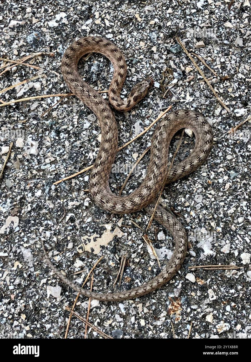Southern Smooth Snake (Coronella girondica) Reptilia Stock Photo - Alamy