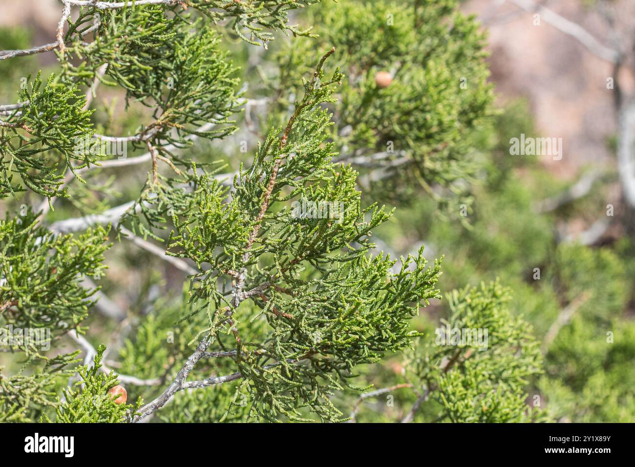 redberry juniper (Juniperus arizonica) Plantae Stock Photo - Alamy