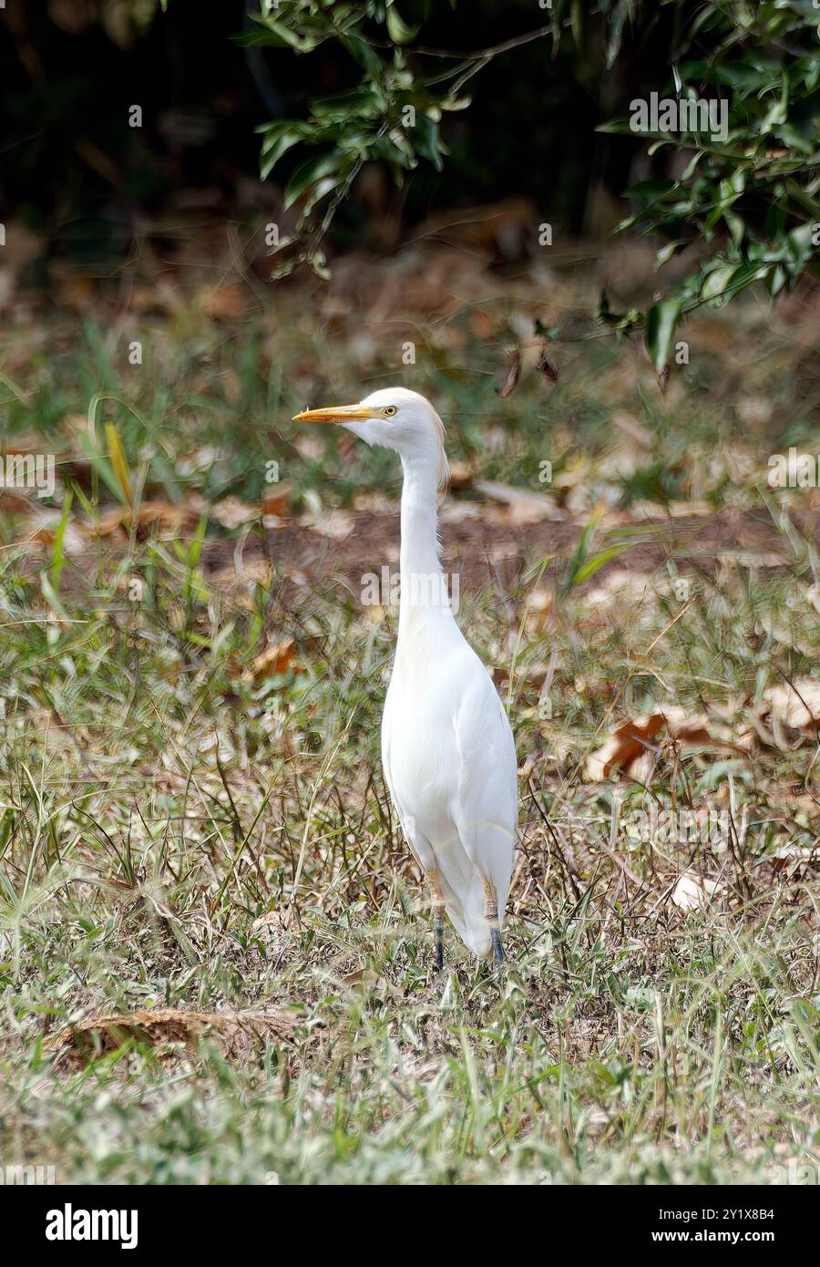 Western cattle egret, Kuhreiher, Héron garde-bœufs, Bubulcus ibis ...