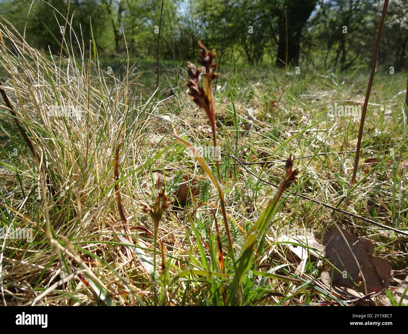 Field woodrush (Luzula campestris) Plantae Stock Photo - Alamy